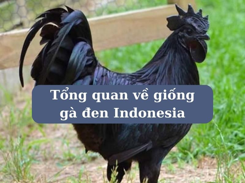 Gà Đen Indo - Đặc Điểm Nổi Bật Và Chia Sẻ Cách Chăm Sóc